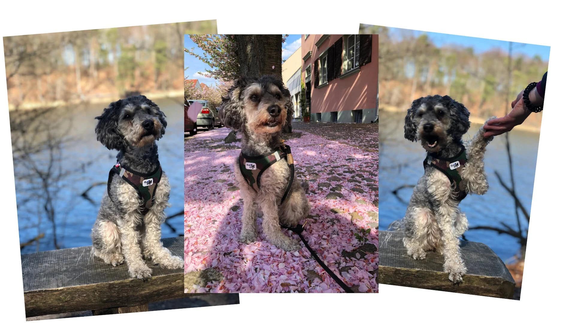 Laika – Take Your Dog to Work Day. An Interview with Zelda.